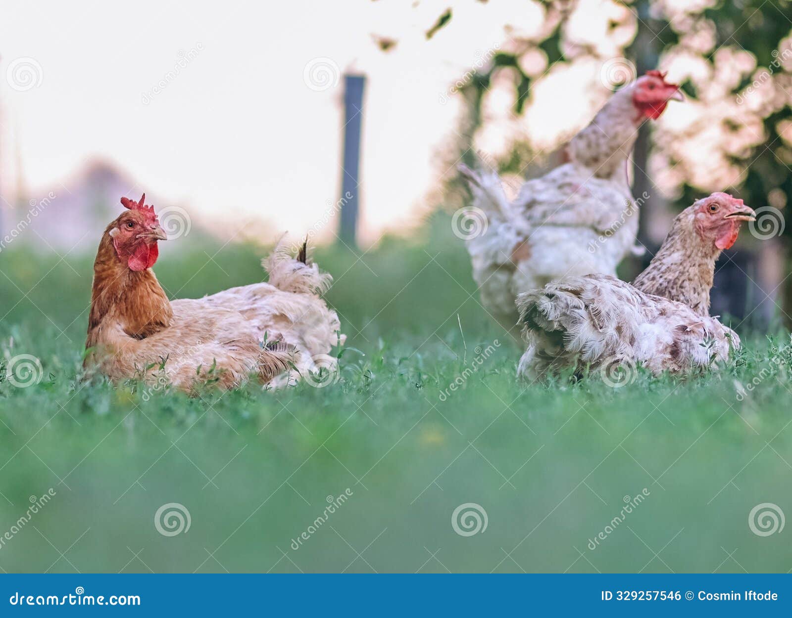 Chickens Pictured in a Yard Stock Photo - Image of range, farming ...