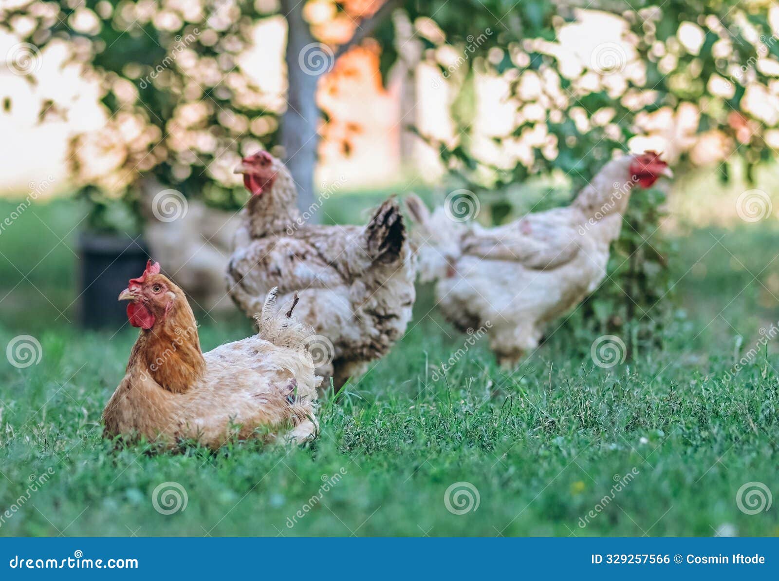 Chickens Pictured in a Yard Stock Photo - Image of lifestyle, farming ...