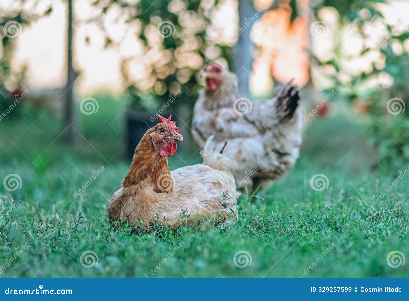 Chickens Pictured in a Yard Stock Image - Image of chicken, yard: 329257599