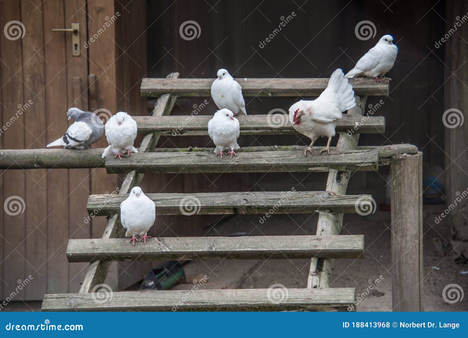 Chickens and Pigeons on the Chicken Ladder Stock Photo - Image of ...