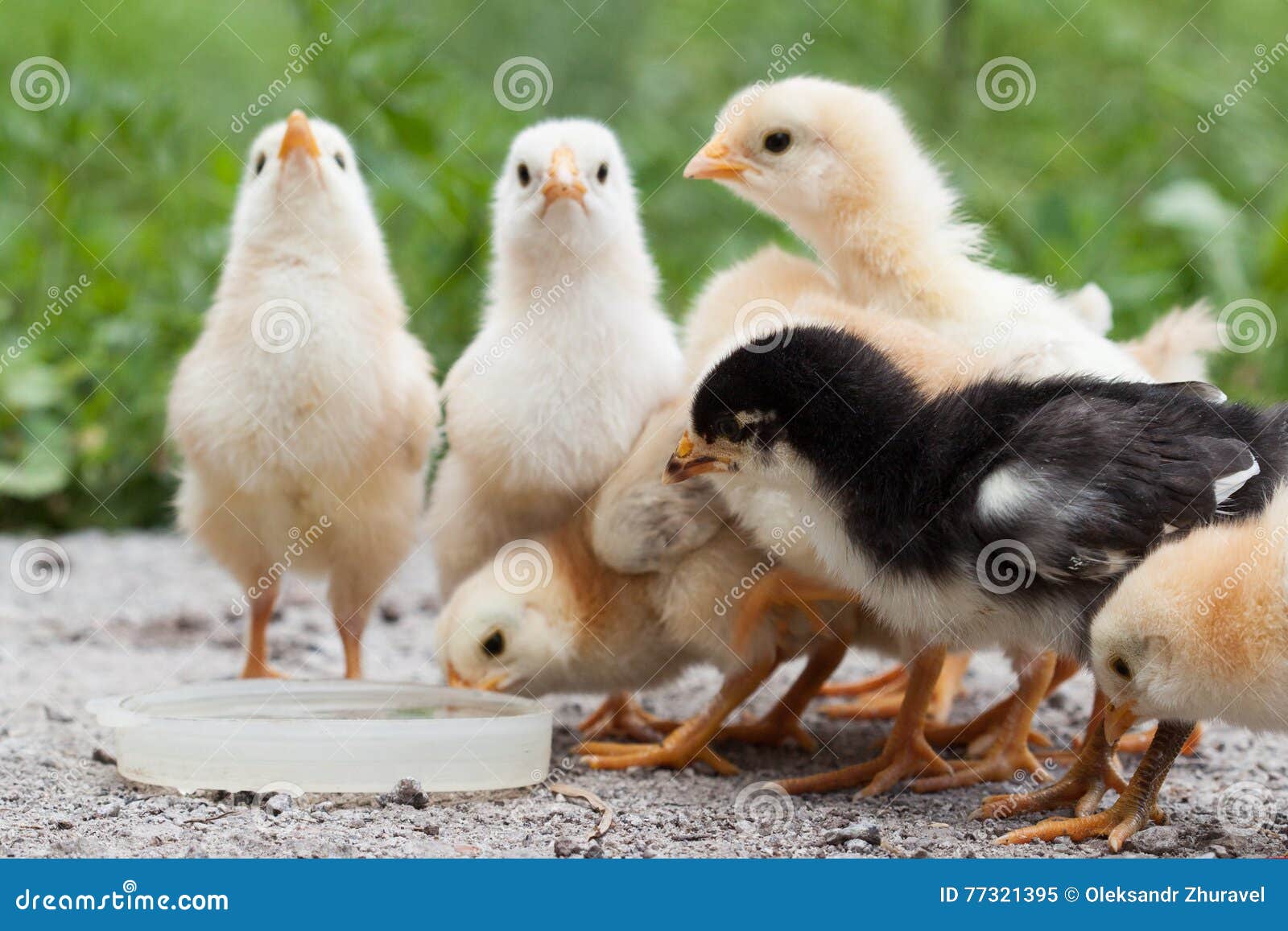 Chickens stock image. Image of grow, close, drink, chicken - 77321395