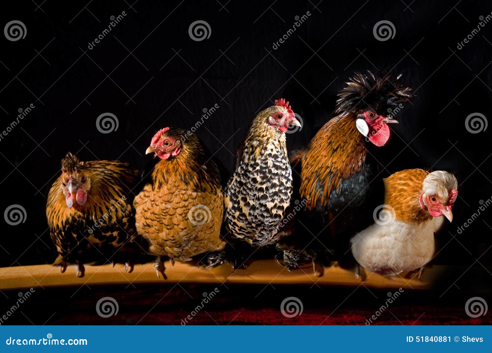 Chickens portrait stock image. Image of sitting, hens - 51840881