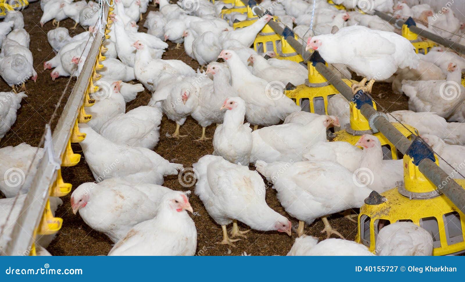 Chickens . Poultry farm stock image. Image of industry - 40155727