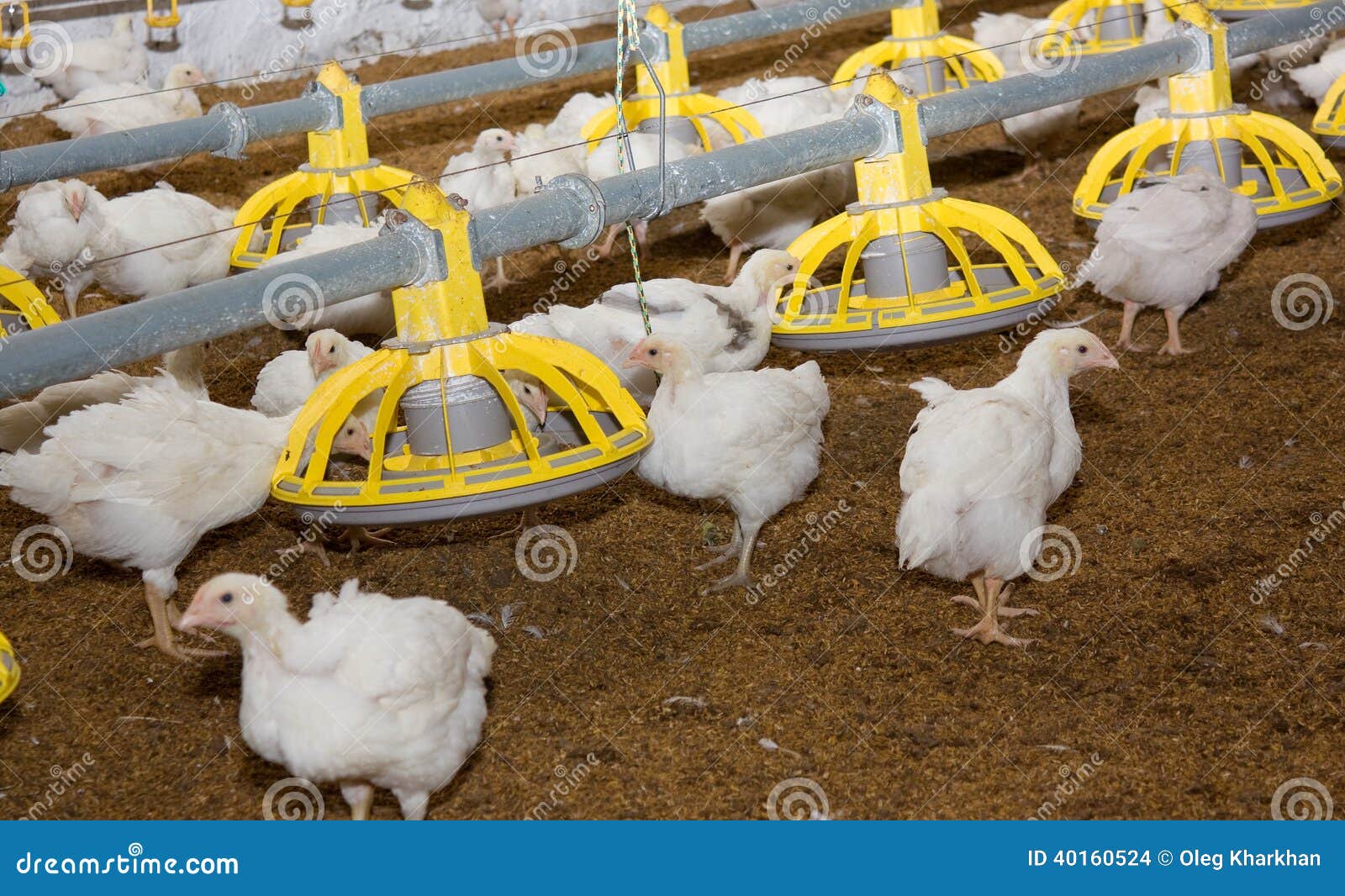 Chickens . Poultry farm stock photo. Image of keeping - 40160524