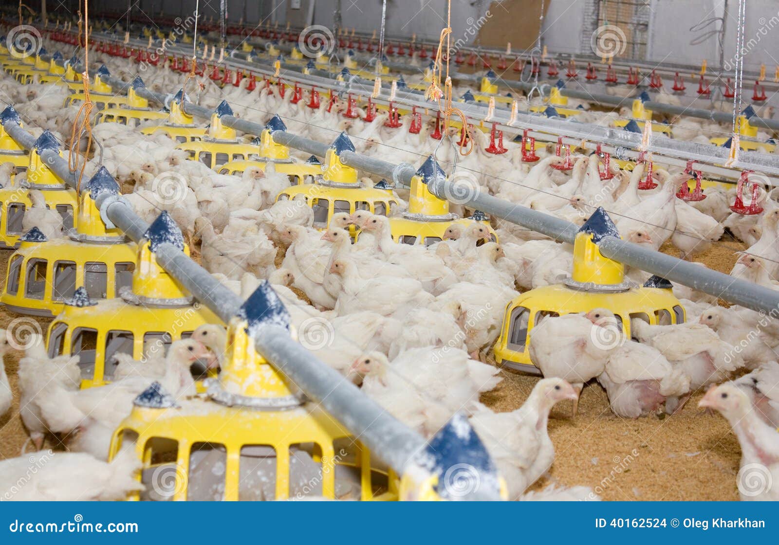 Chickens . Poultry farm stock photo. Image of economy - 40162524