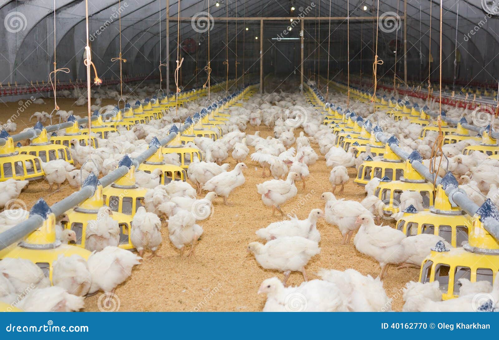 Chickens . Poultry farm stock photo. Image of grow, avian - 40162770
