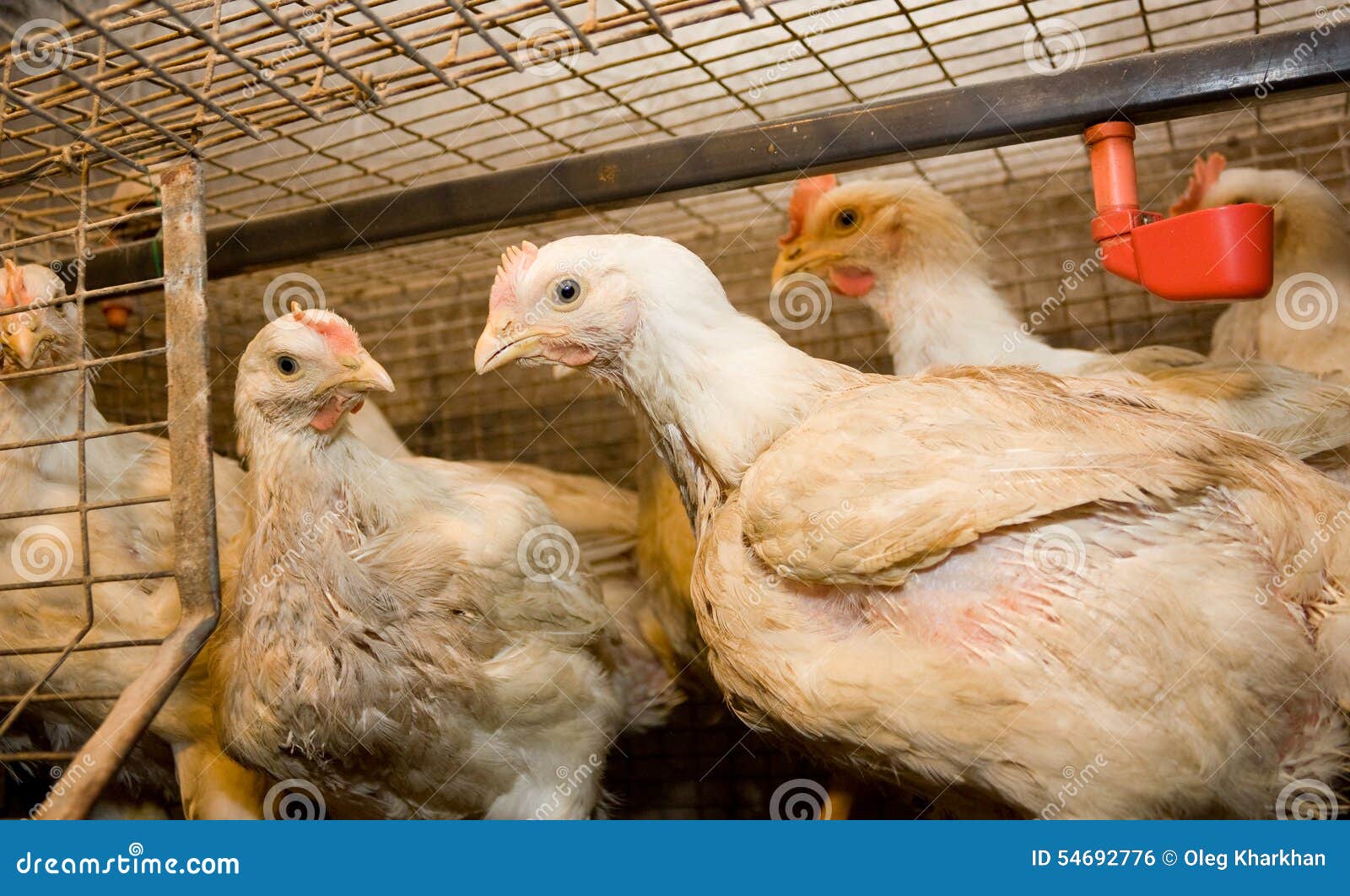 Chickens . Poultry farm stock photo. Image of chicken - 54692776