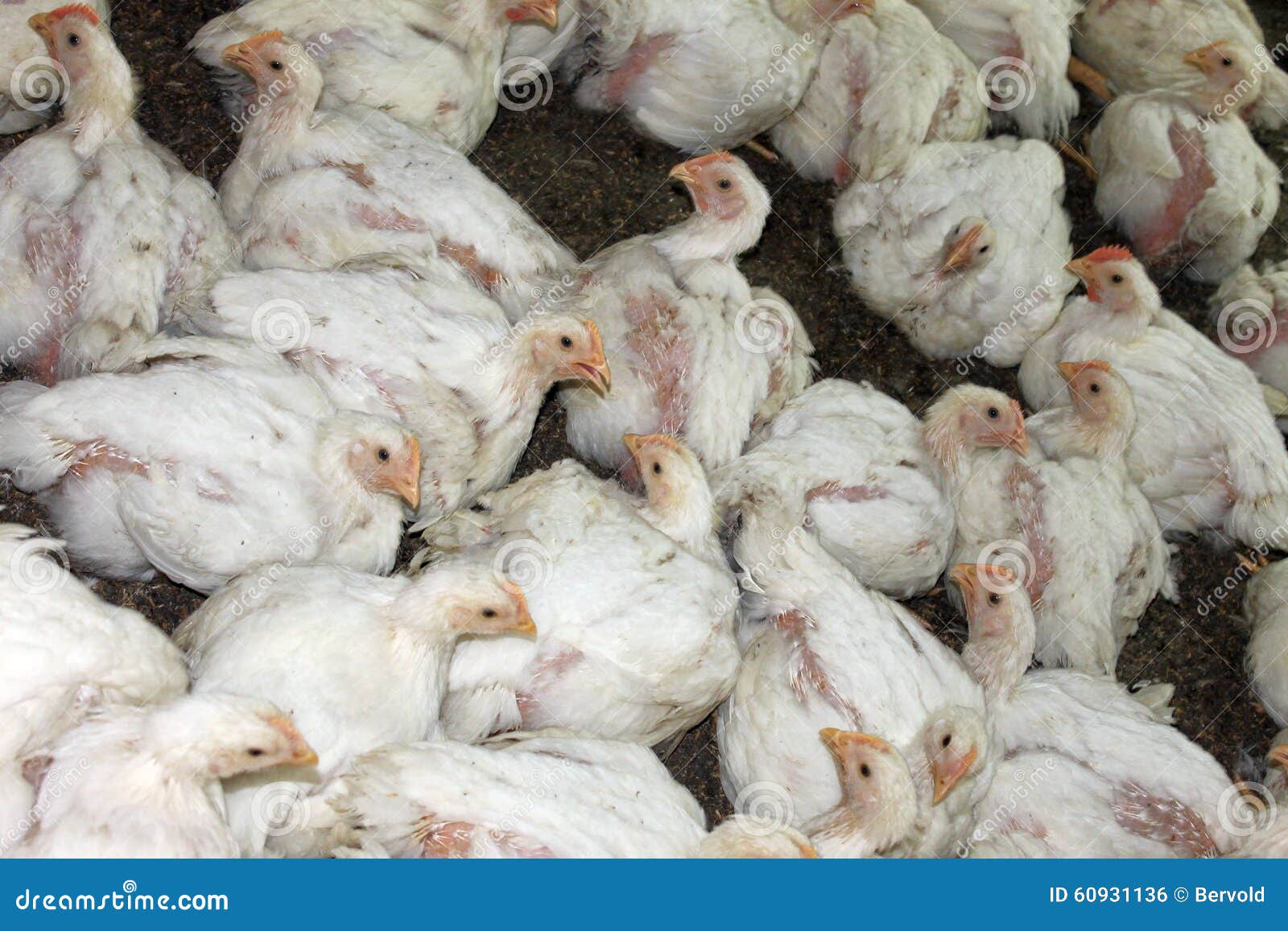 Chickens at the Poultry Farm, Industrial Cultivation Stock Photo ...