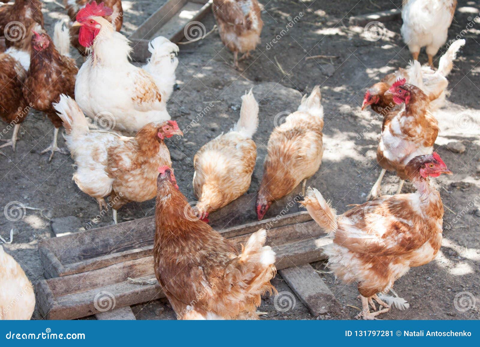 Chickens in the Poultry Yard. Poultry Farm Stock Image - Image of fowl ...