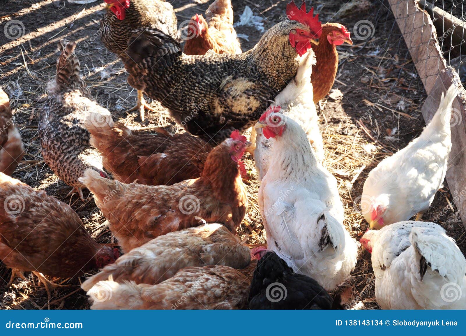 Chickens in the Poultry Yard, Farm Stock Photo - Image of yard, poultry ...