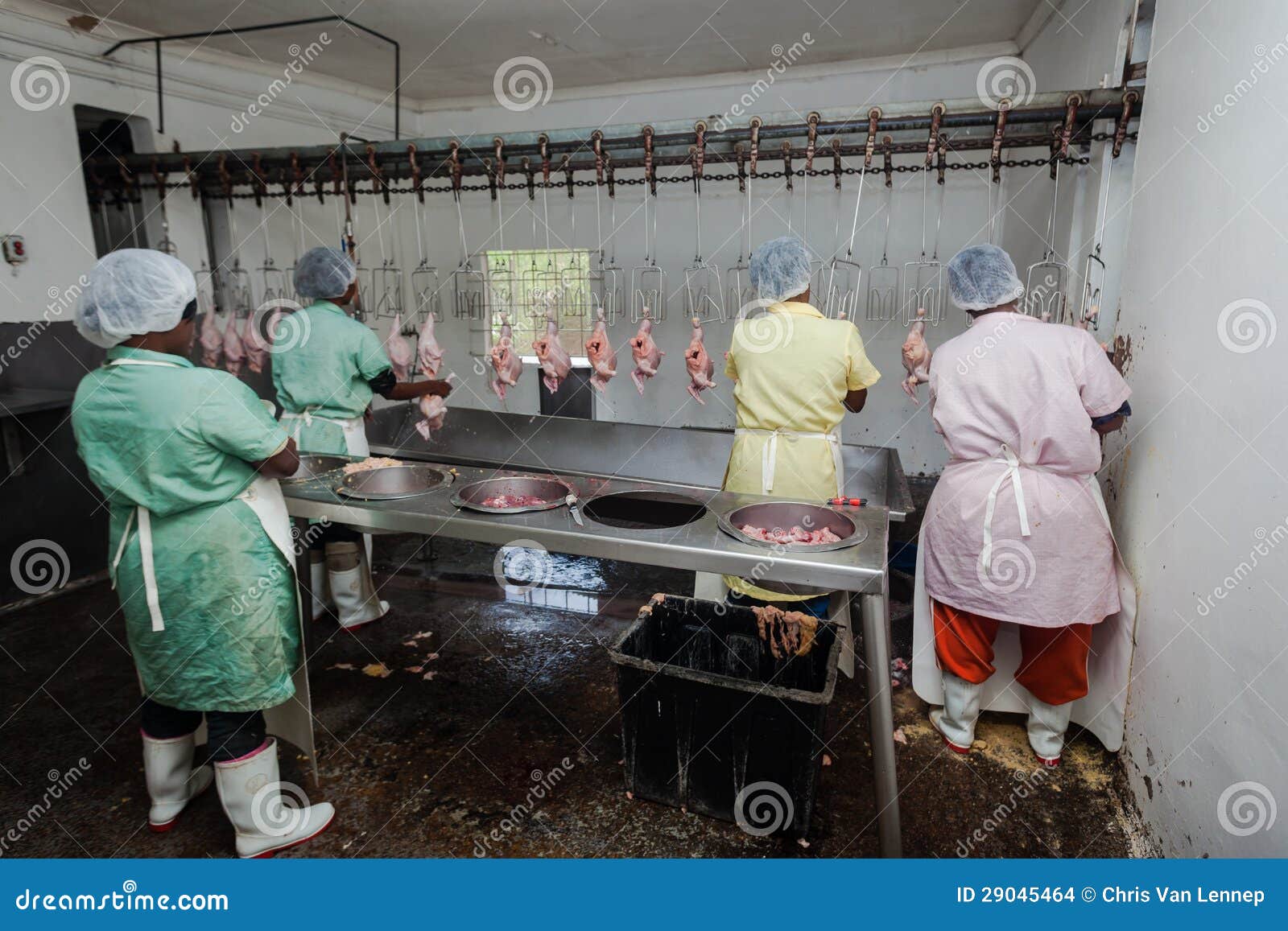 Chickens Processing Abattoir Editorial Stock Image - Image of meat ...