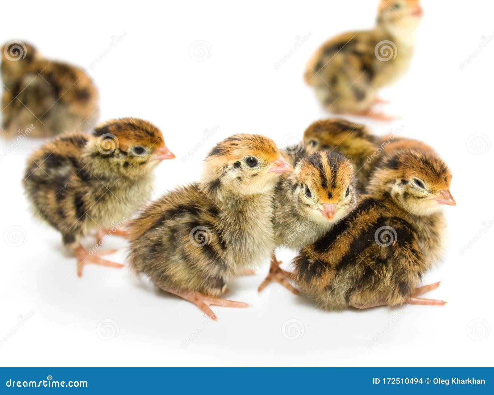 Chickens of quail stock photo. Image of fluffy, creature - 172510494