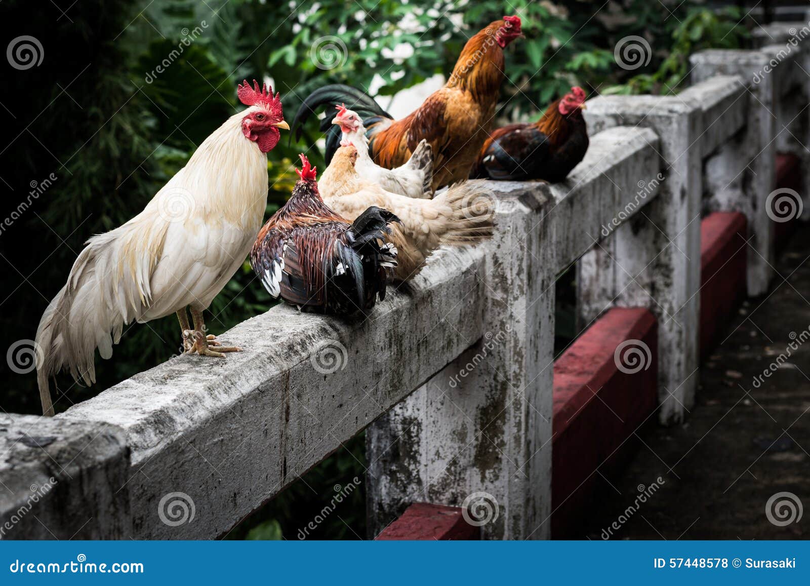 Chickens are on Railing of the Bridge Stock Photo - Image of adhere ...