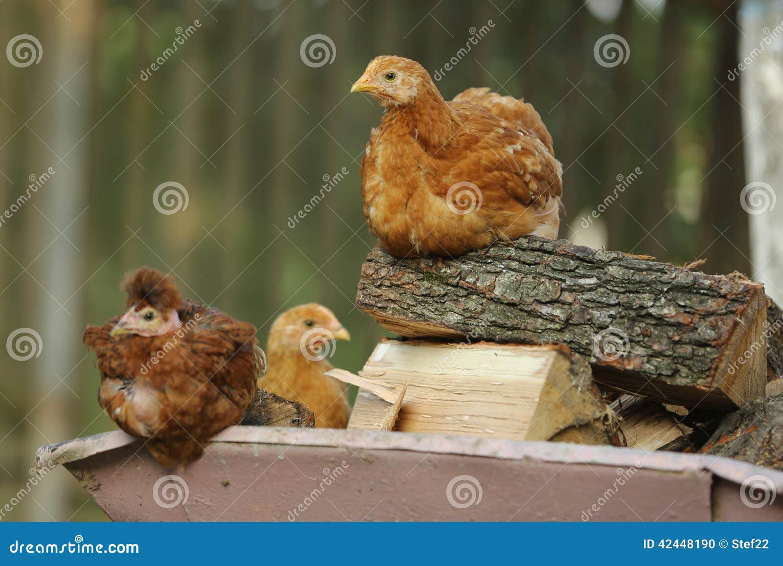Chickens resting stock photo. Image of relaxation, agriculture - 42448190