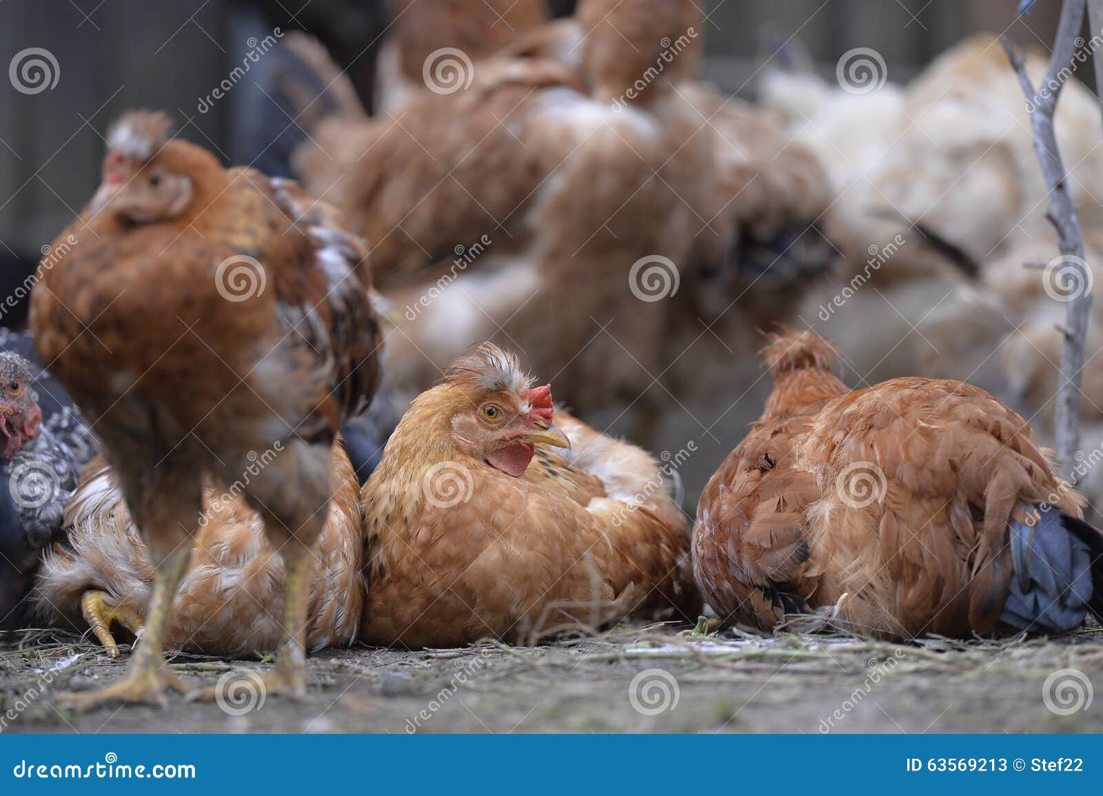 Chickens resting stock image. Image of fowl, neck, plumage - 63569213