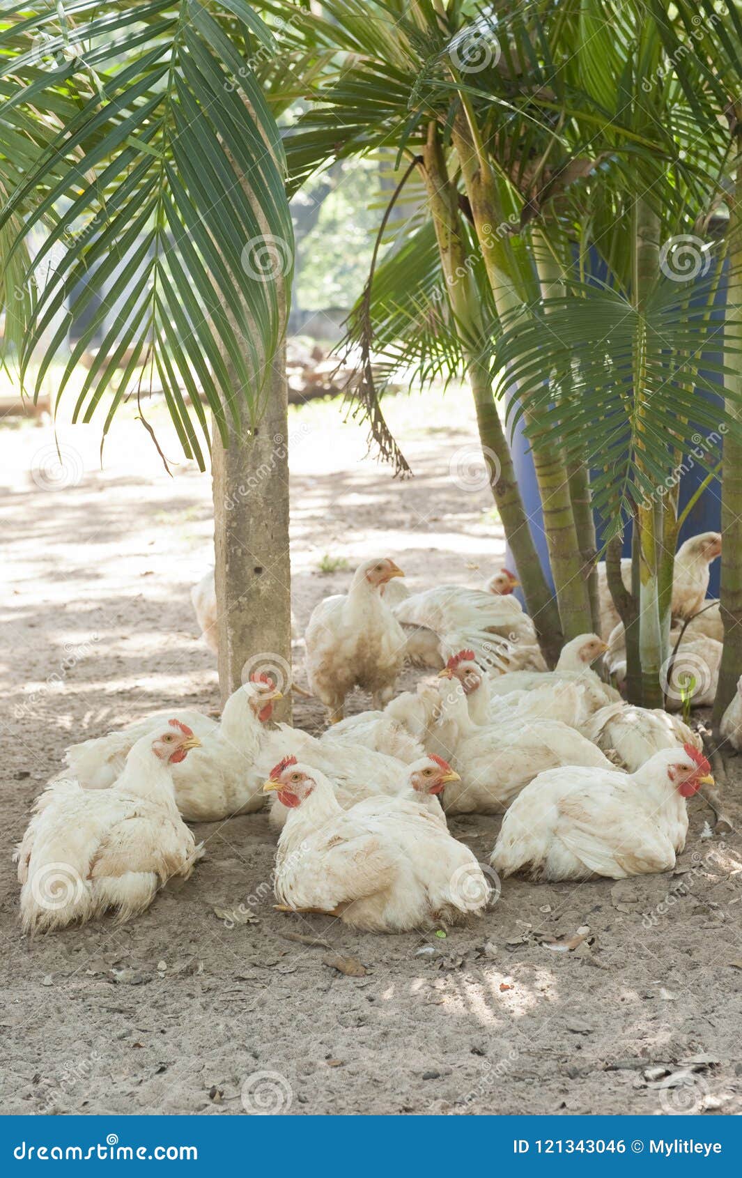 Chickens Resting Under Palm Trees Stock Photo - Image of poultry ...