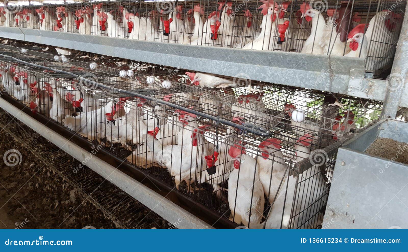 Chickens room stock photo. Image of room, sell, chicken - 136615234