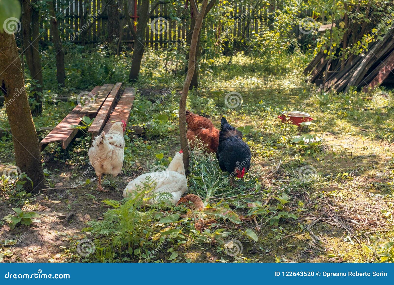 Chickens and Roosters in the Backyard Stock Photo - Image of garden ...