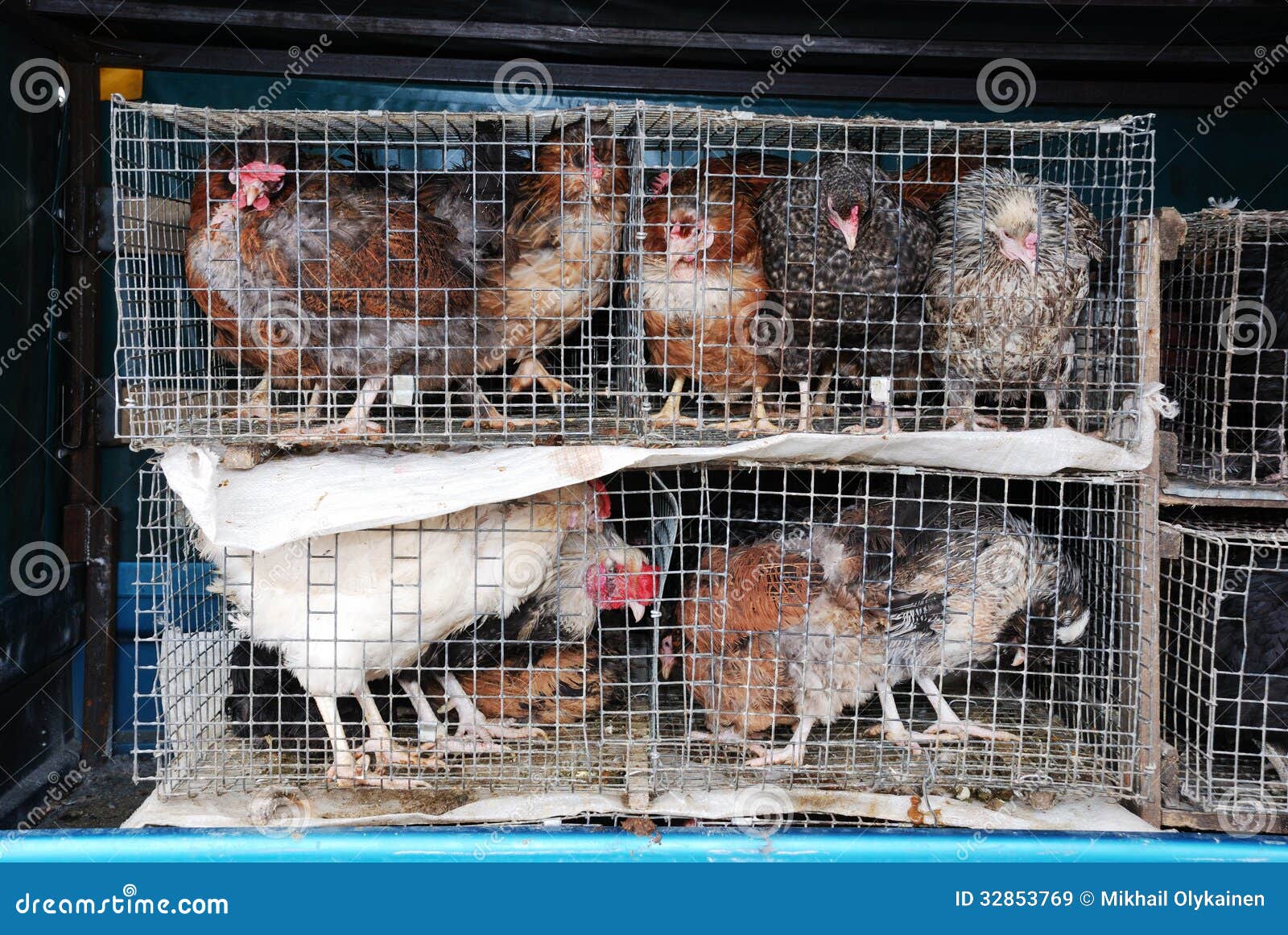 Chickens and Roosters in a Cage Stock Image - Image of cockadoodledoo ...