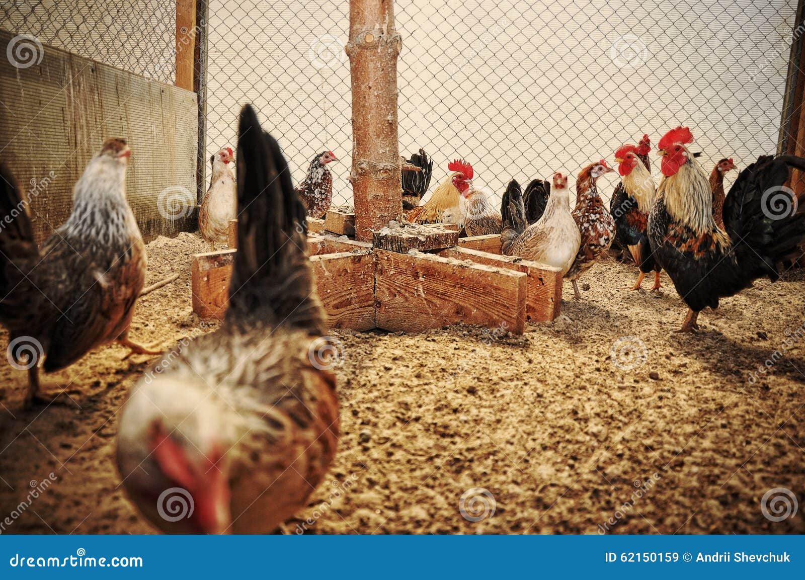 Chickens and Roosters at Cage Stock Image - Image of bird, colorful ...