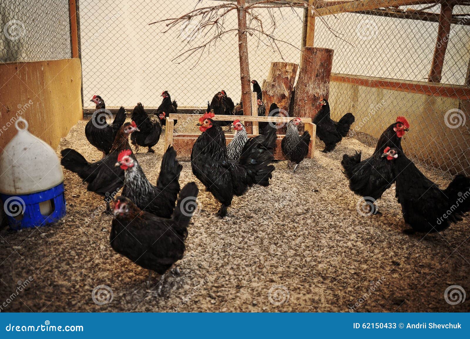 Chickens and Roosters at Cage Stock Image - Image of cage, animal: 62150433