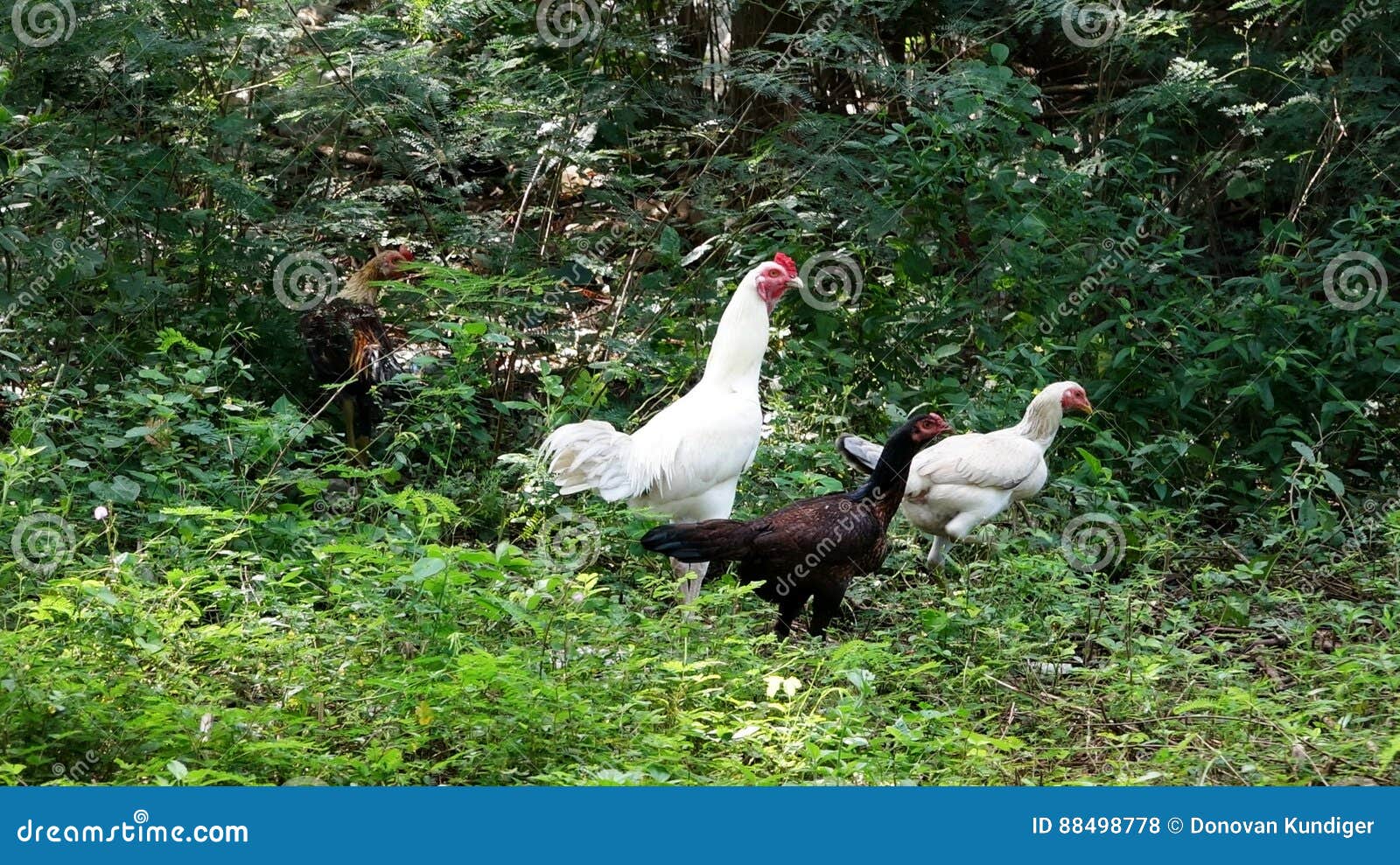 Chickens in the rough stock photo. Image of four, rough - 88498778