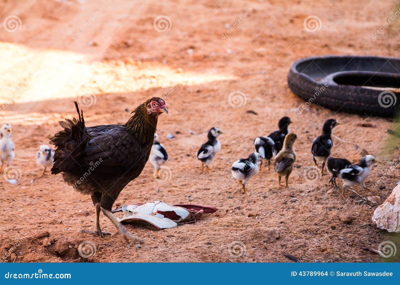 Chickens on rural areas stock photo. Image of country - 43789964