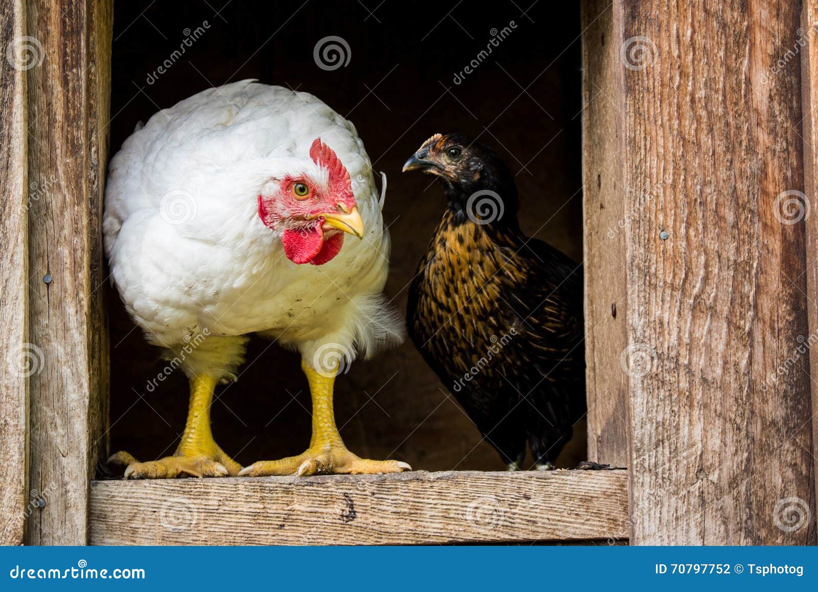 428 Run Chickens Stock Photos - Free & Royalty-Free Stock Photos from ...