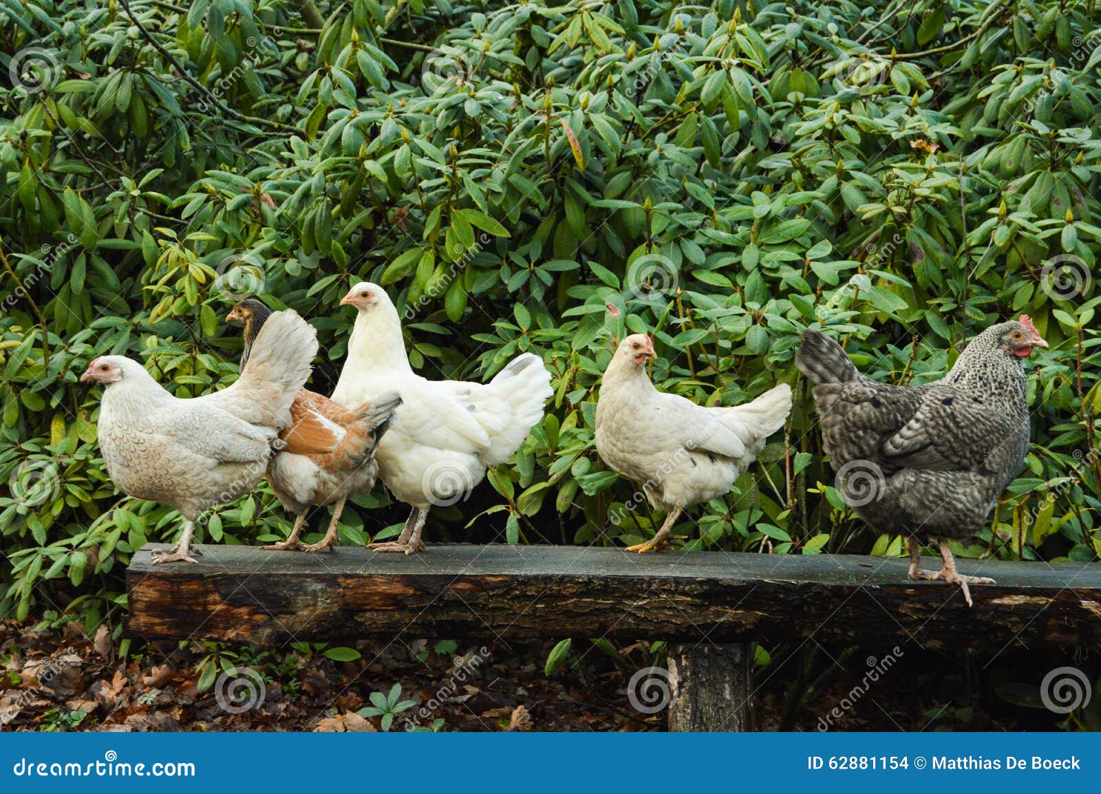 Chickens stock photo. Image of poultry, chickens, feathers - 62881154