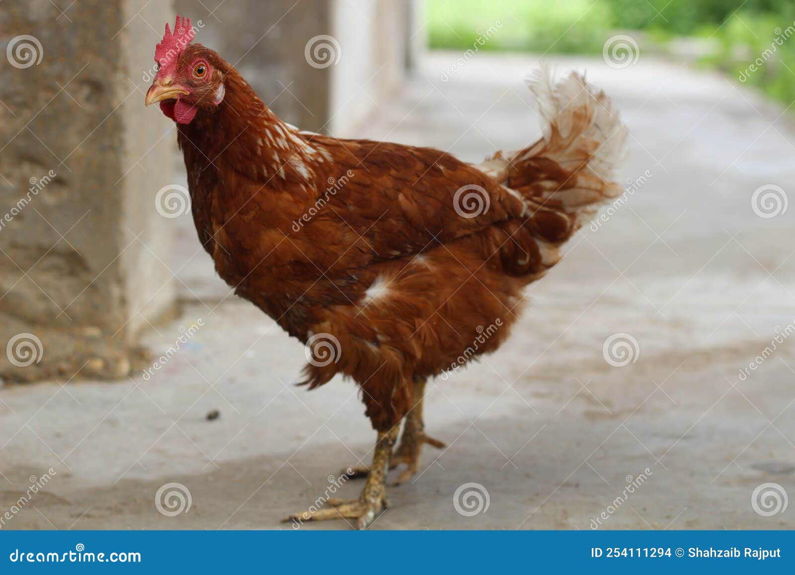 Chickens Single Front View Background Stock Photo - Image of fowl ...