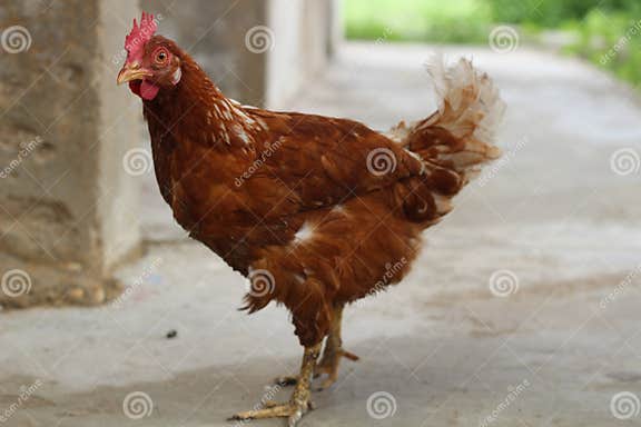 Chickens Single Front View Background Stock Photo - Image of fowl ...