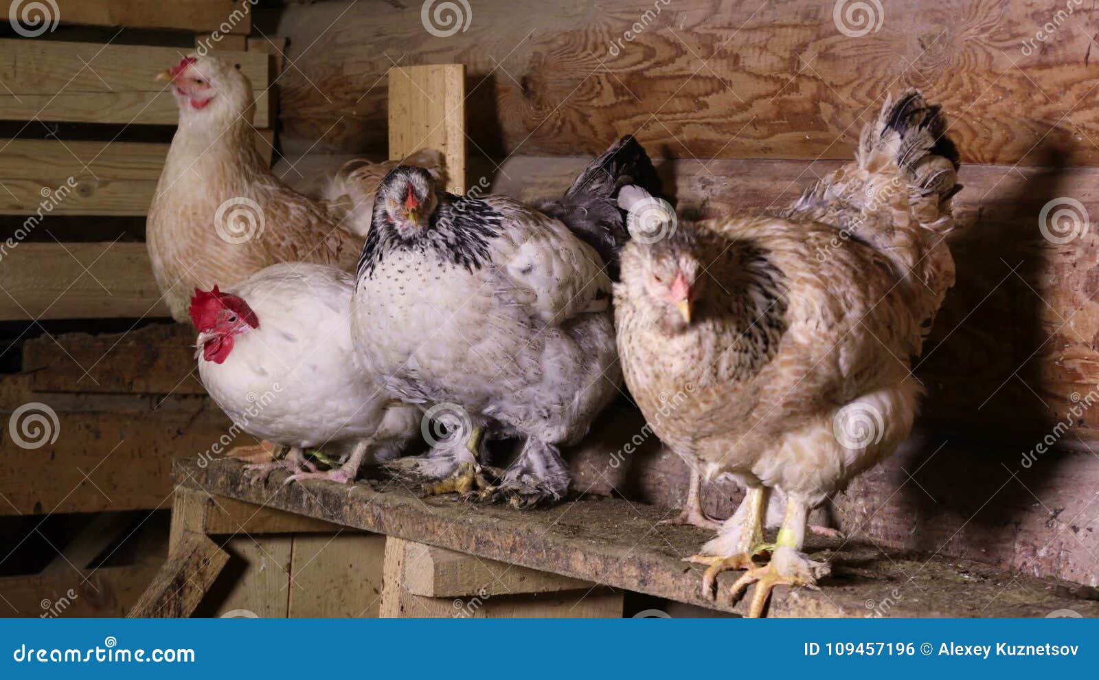 Chickens sit on a roost stock footage. Video of fowl - 109457196