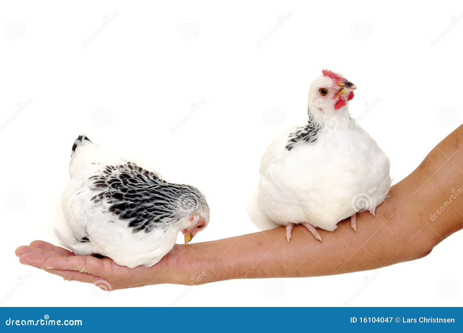Chickens sitting on arm stock image. Image of background - 16104047