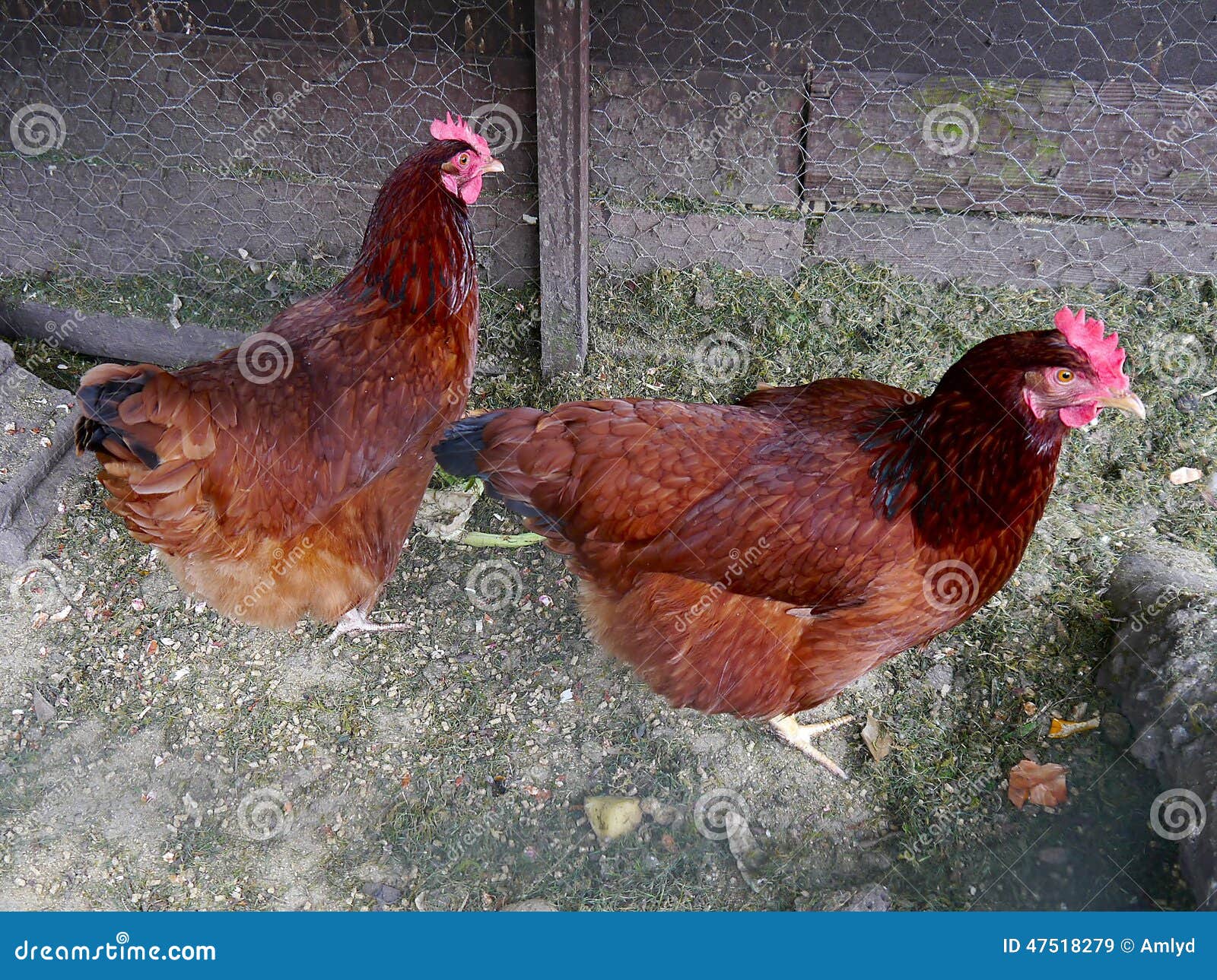 Chickens in Small Backyard Coup Stock Image - Image of alert, bird ...