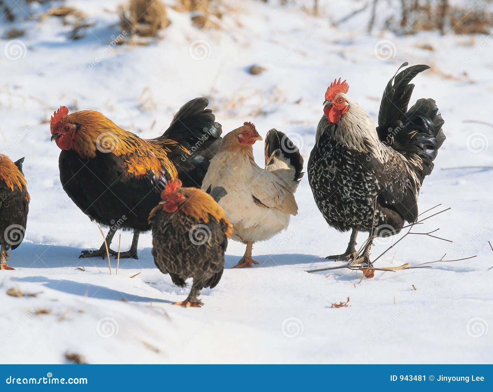 Chickens on snow stock image. Image of snow, outdoor, chiken - 943481