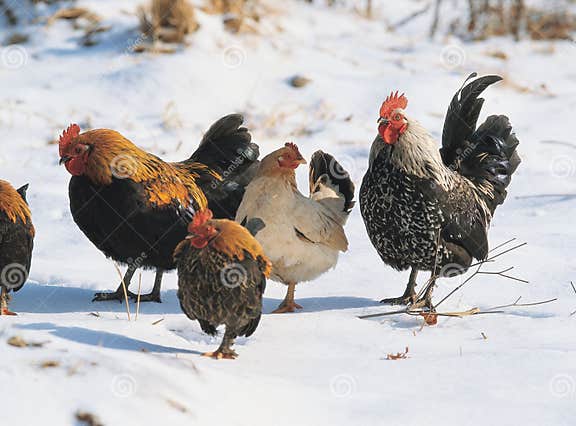Chickens on snow stock image. Image of snow, outdoor, chiken - 943481