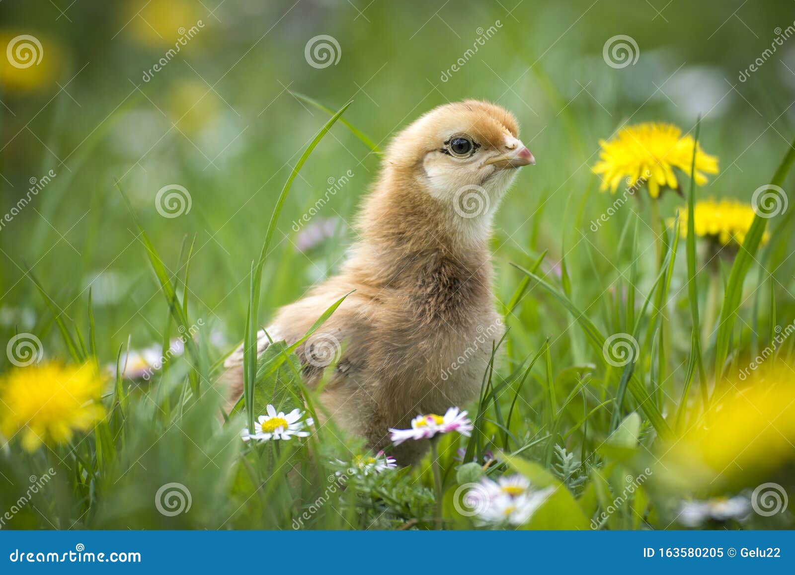 Chickens in Spring Grass End Flower Stock Image - Image of beauty ...