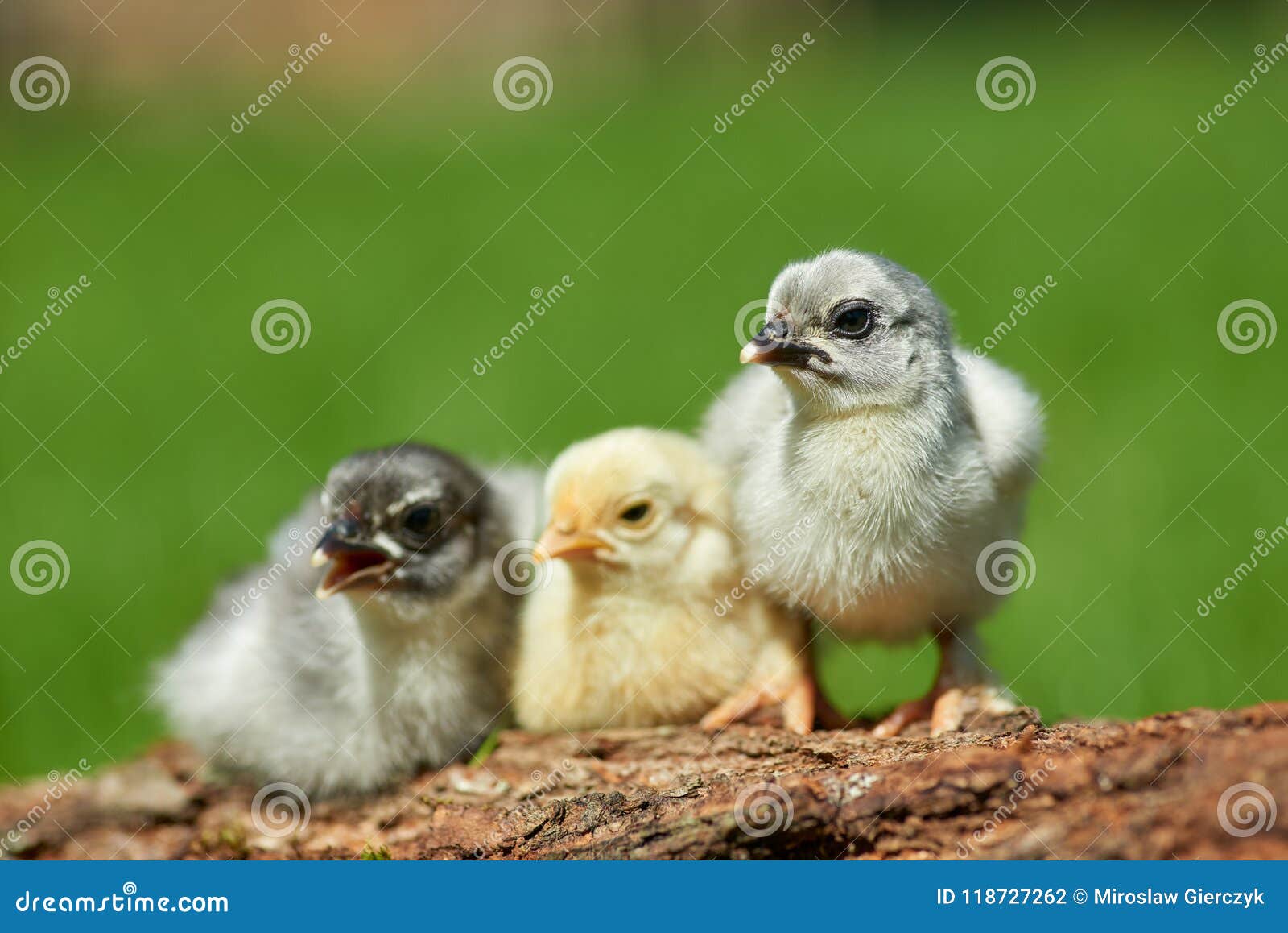 Chickens in Spring Outdoors Stock Photo - Image of animals, farm: 118727262