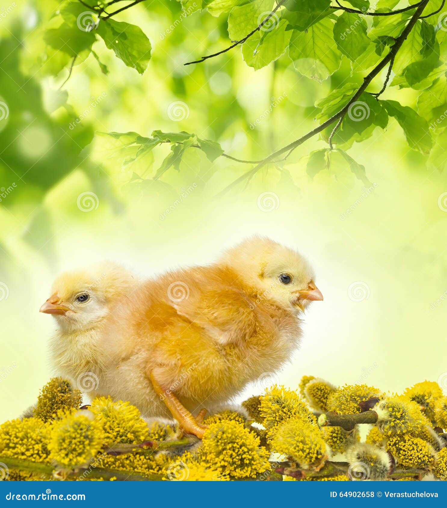 Chickens stock photo. Image of isolated, life, background - 64902658
