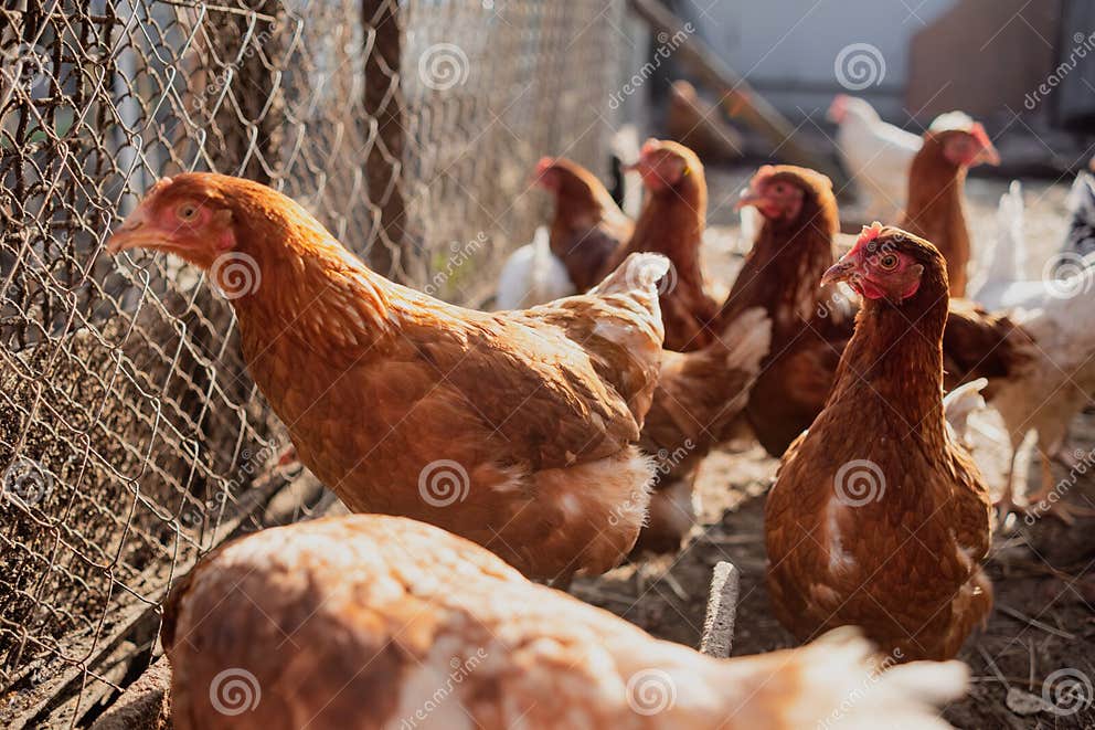 Chickens Standing in a Barn. a Group of Chickens are Gathered Together ...