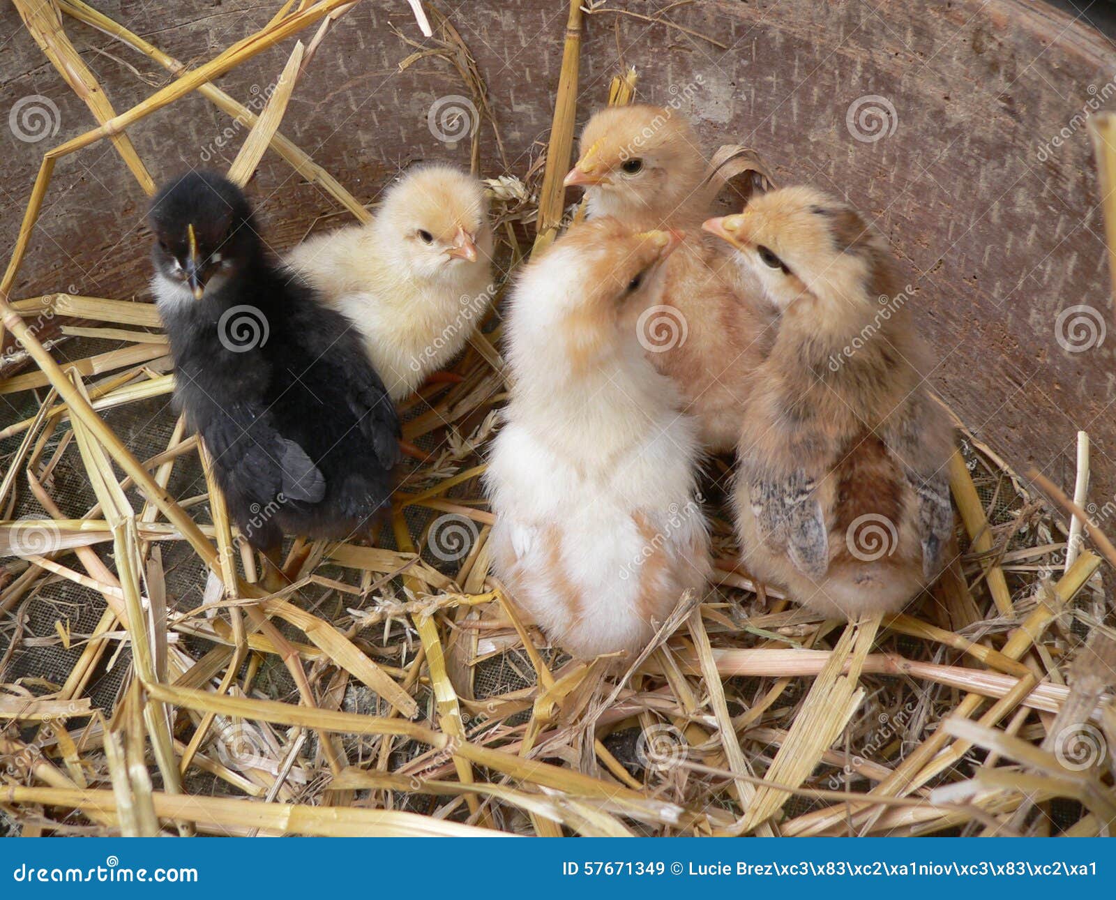 Chickens stock image. Image of poultry, chicks, eggs - 57671349