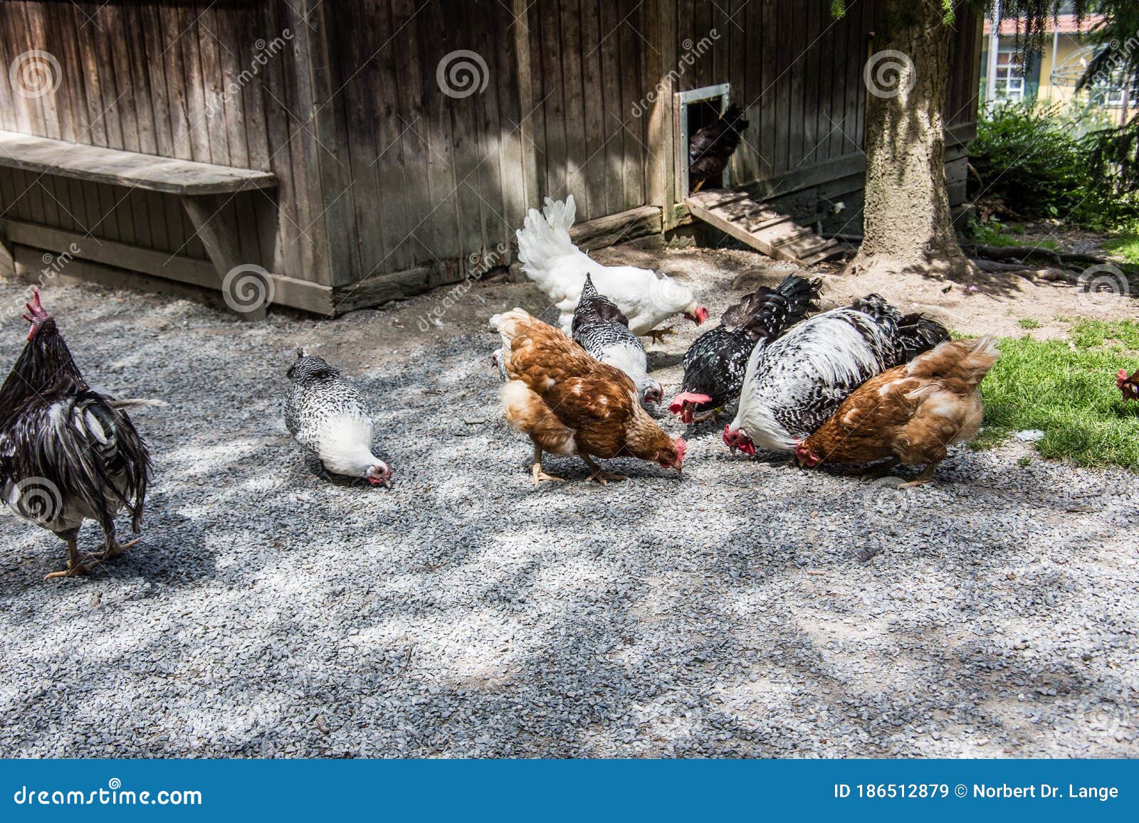 Chickens strut and peck stock image. Image of canary - 186512879
