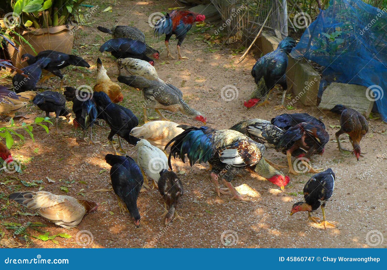Chickens stock image. Image of animals, pets, bird, crested - 45860747