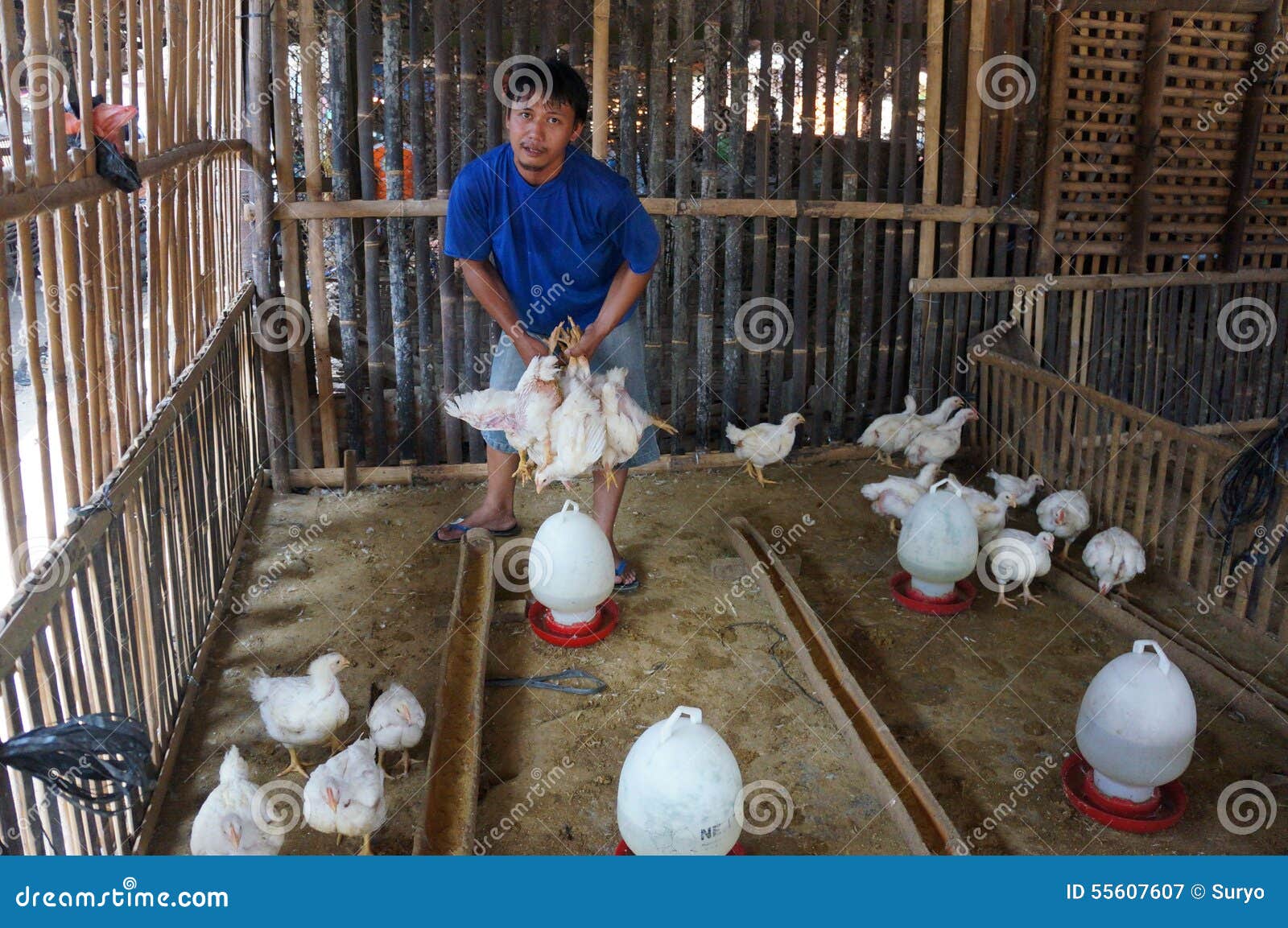 Chickens editorial photography. Image of indonesia, solo - 55607607