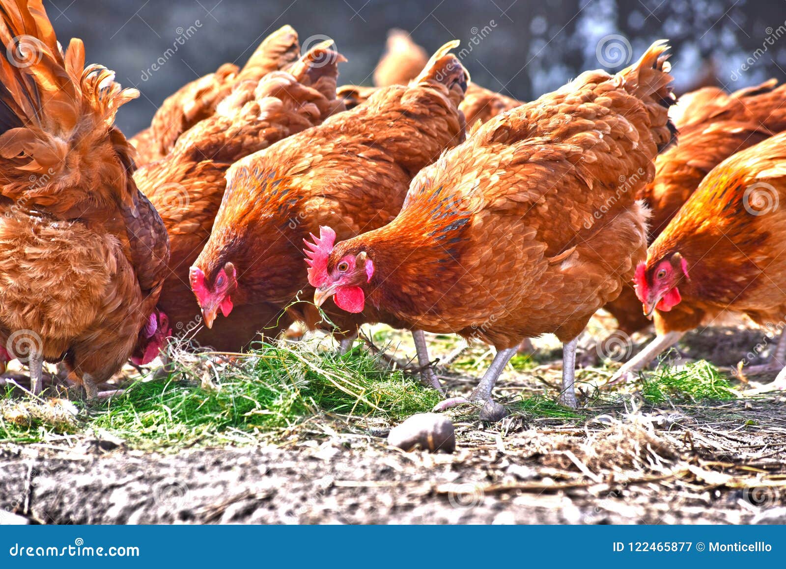 Poultry Farm Stock Photos - Download 62,115 Images