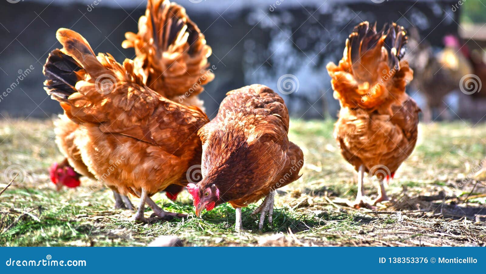 Chickens on Traditional Free Range Poultry Farm Stock Photo - Image of ...