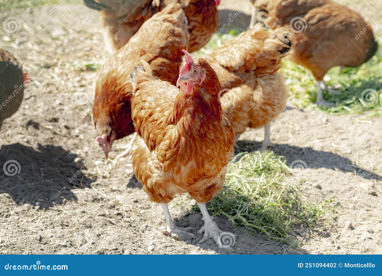 Chickens on Traditional Free Range Poultry Farm Stock Photo - Image of ...