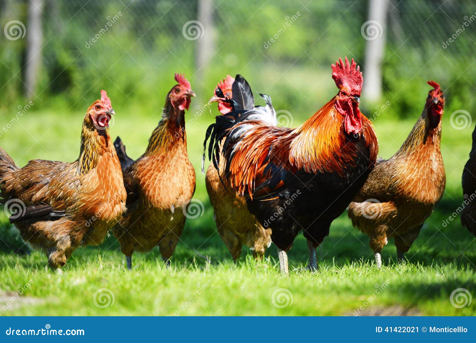Chickens on Traditional Free Range Poultry Farm Stock Image - Image of ...