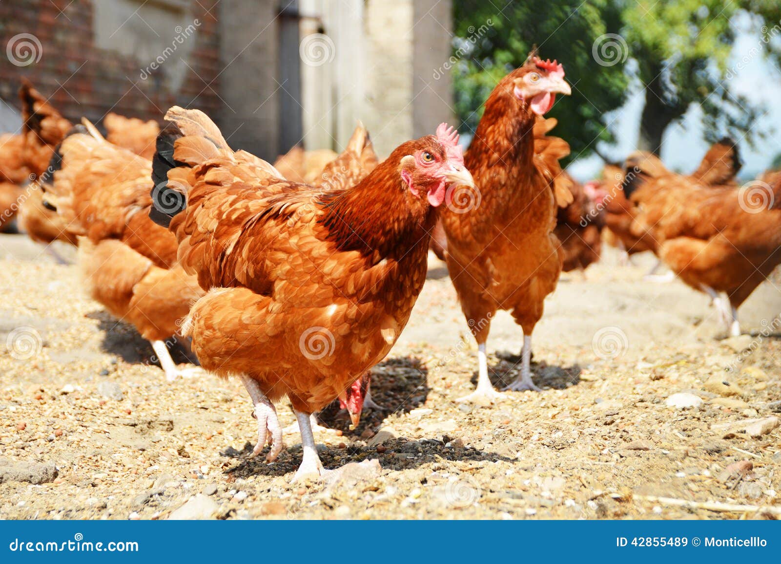 Chickens on Traditional Free Range Poultry Farm Stock Image - Image of ...