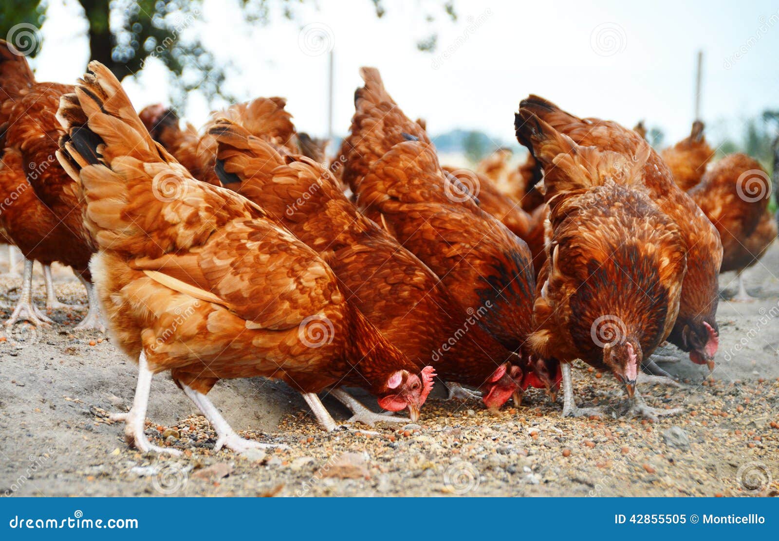 Chickens on Traditional Free Range Poultry Farm Stock Image - Image of ...